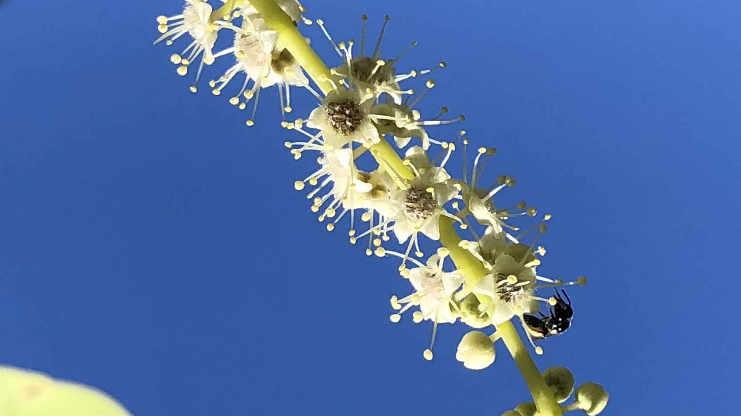 Native Bees and Gubinge | Naakpa